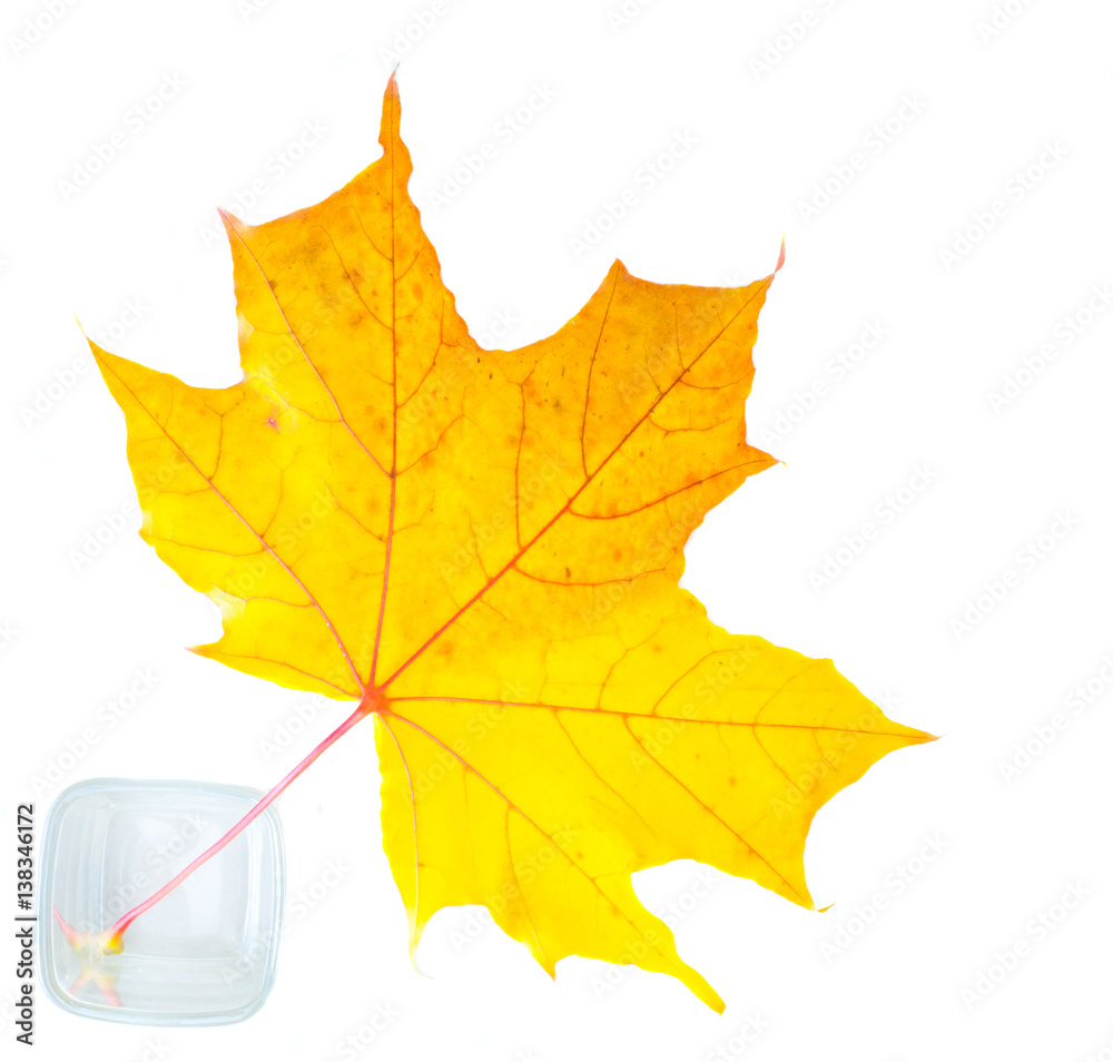 Texture, pattern, background. Autumn leaves on a tree, Maple leaves ...
