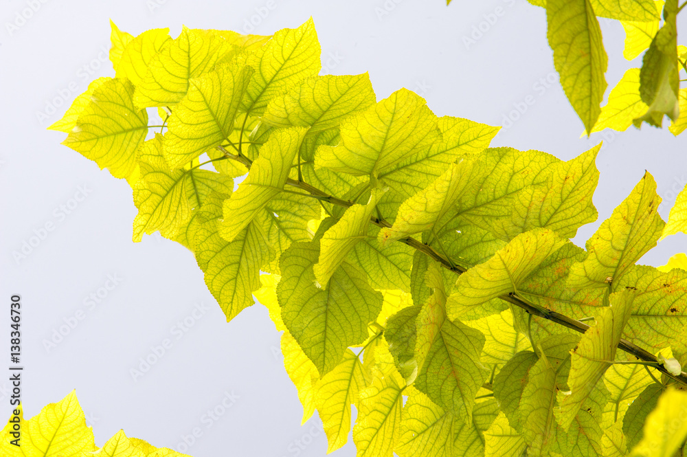 Texture, pattern, background. Autumn leaves of poplar. a tall, fast ...