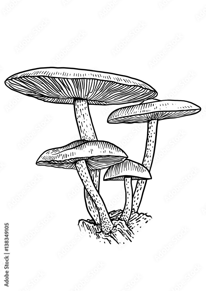 Group of mushroom illustration, drawing, engraving, vector, line Stock ...