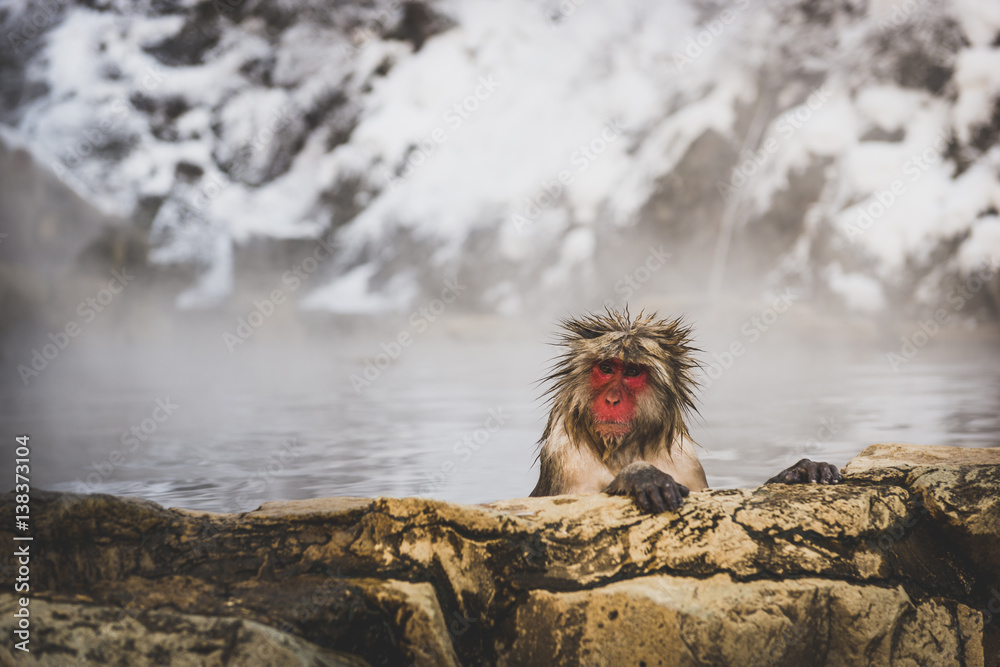 Japan, Yamanouchi, Jigokudani Monkey Park, portrait of bathing red ...