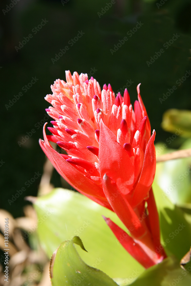 Flaming-Torch flower in the Daintree rainforest in Australia. Stock ...