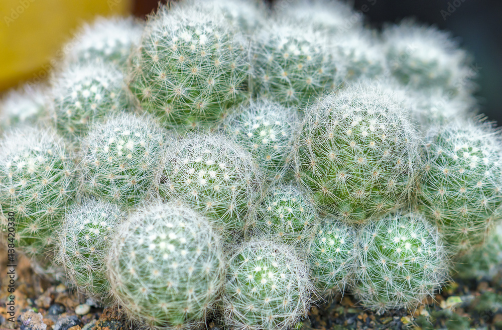 Cactus growing in the natural world, it is drought resistant plants ...
