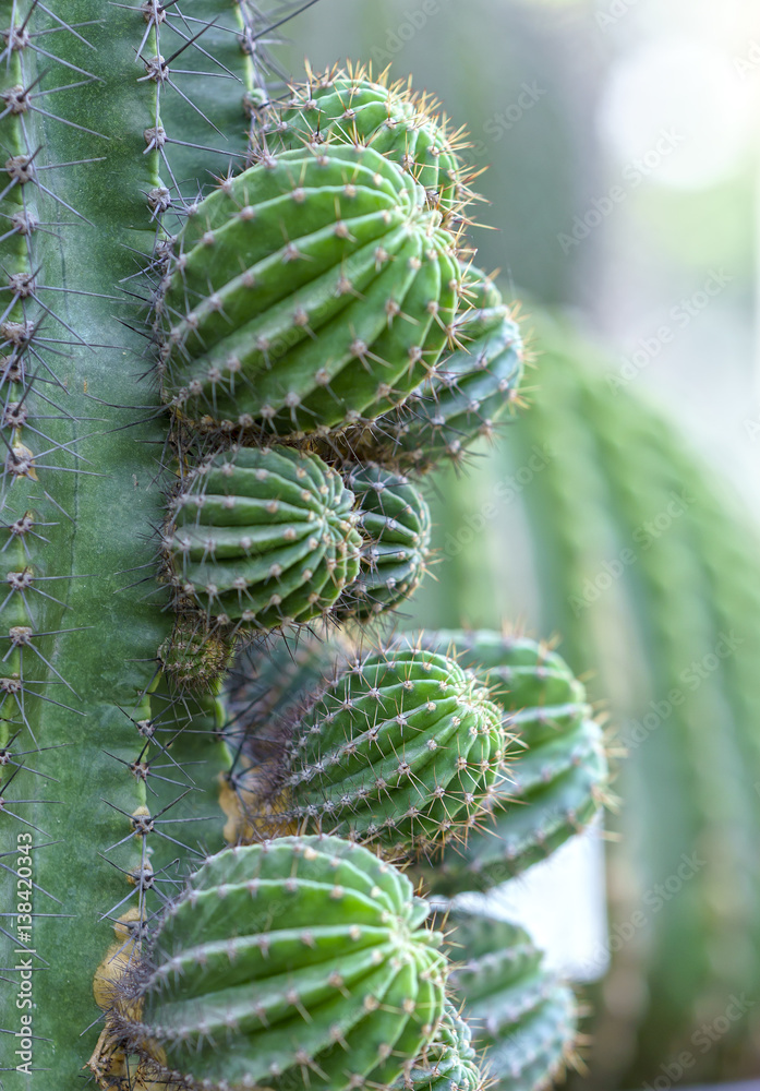 Cactus growing in the natural world, it is drought resistant plants ...