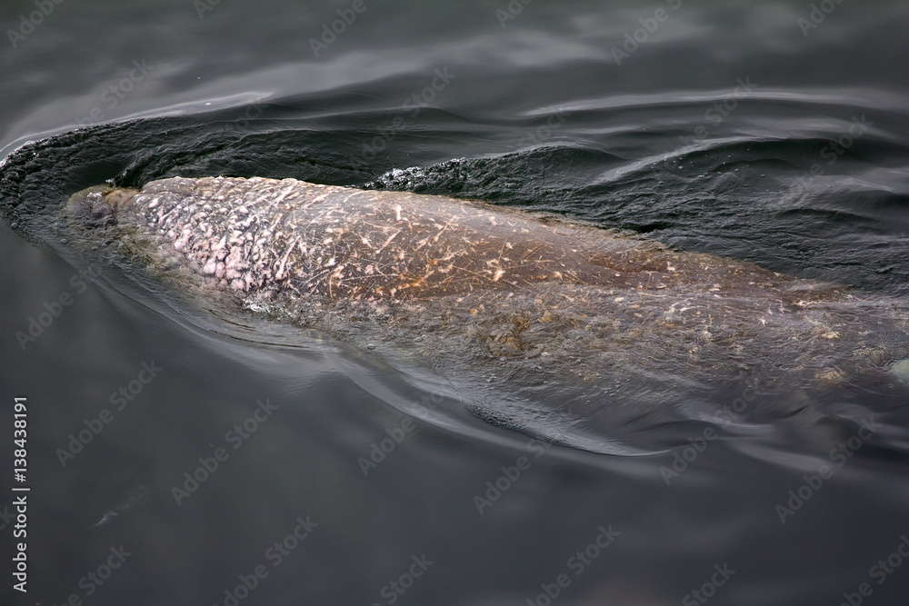 Atlantic walrus feeding in shallow waters of Barents sea Stock Photo ...