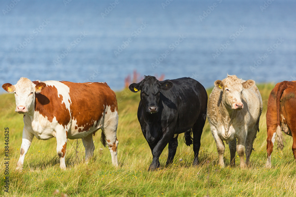 Flock of cows in the meadow at the beach Stock Photo | Adobe Stock