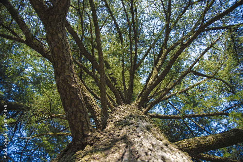 life tree Stock Photo | Adobe Stock