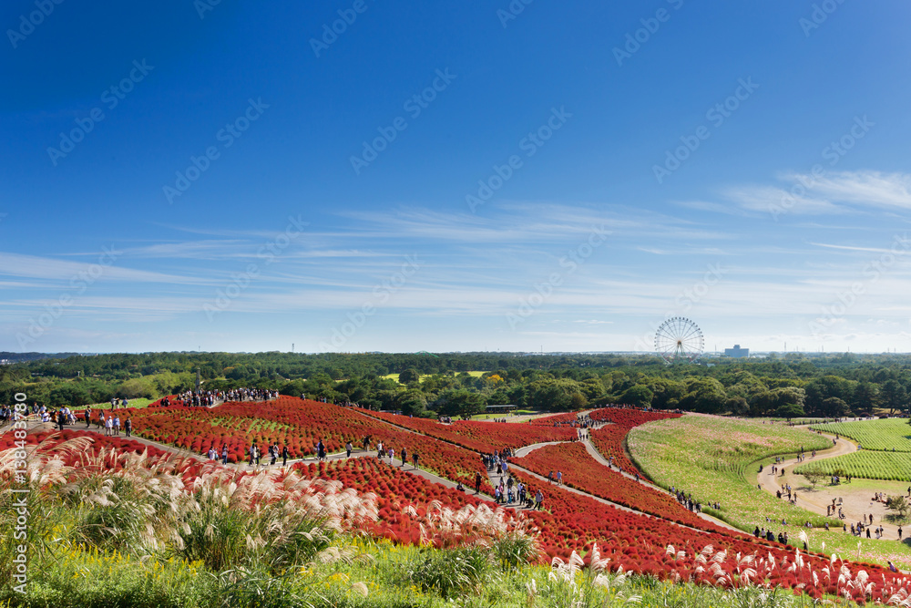 tourists enjoying beautiful view of kochia plant hill in autumn season ...