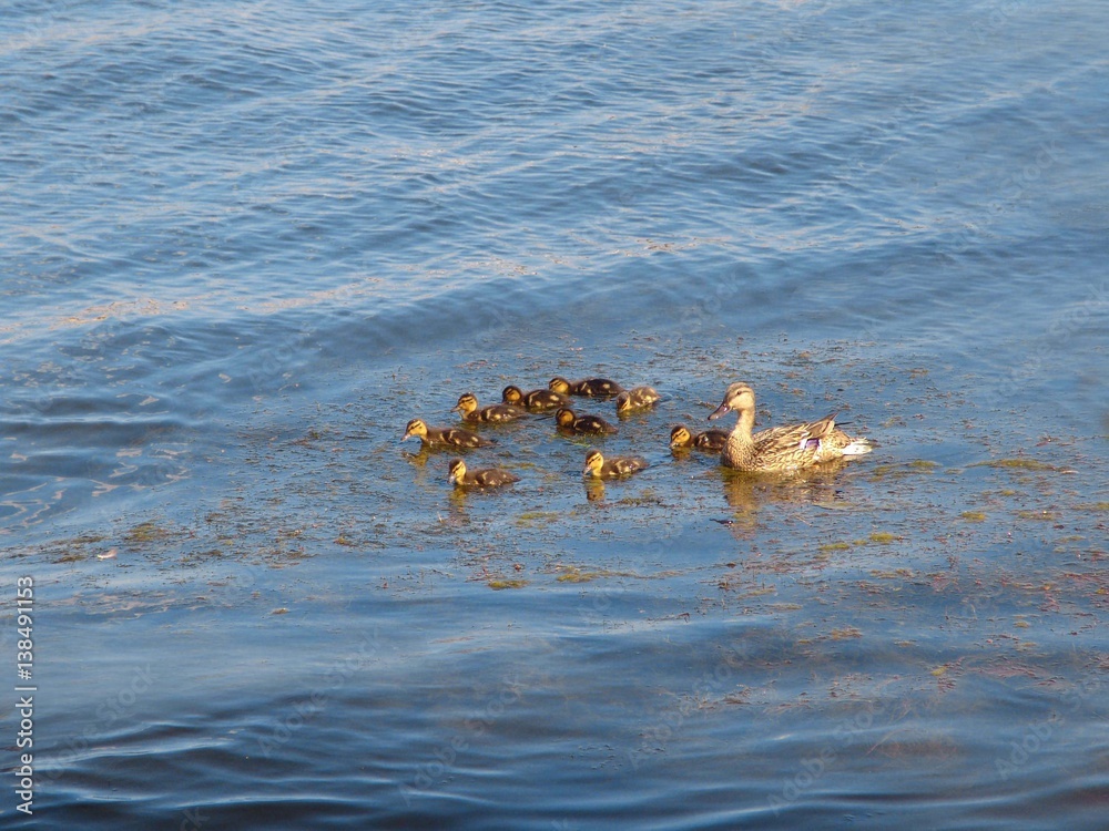 duckling, duck, lake, water, mallard, nature, female, animal, pond ...