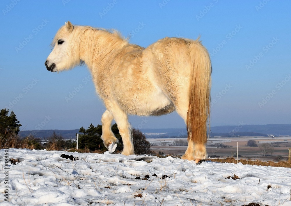 Ein helles Pferd mit langem Pferdschweif steht in der Sonne im Winter ...