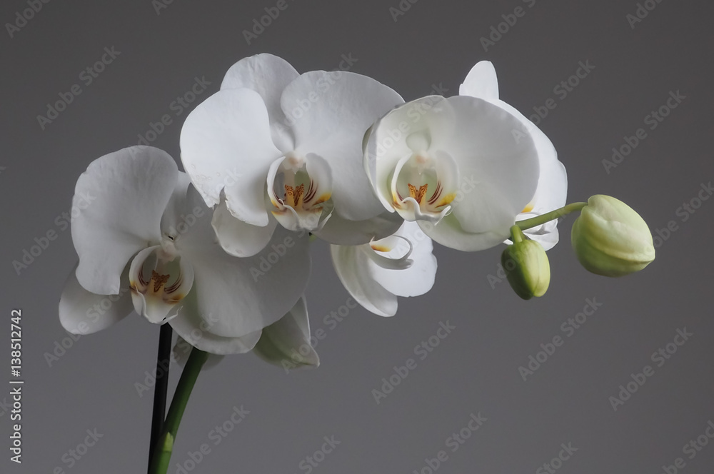 Orchid Stock Photo | Adobe Stock