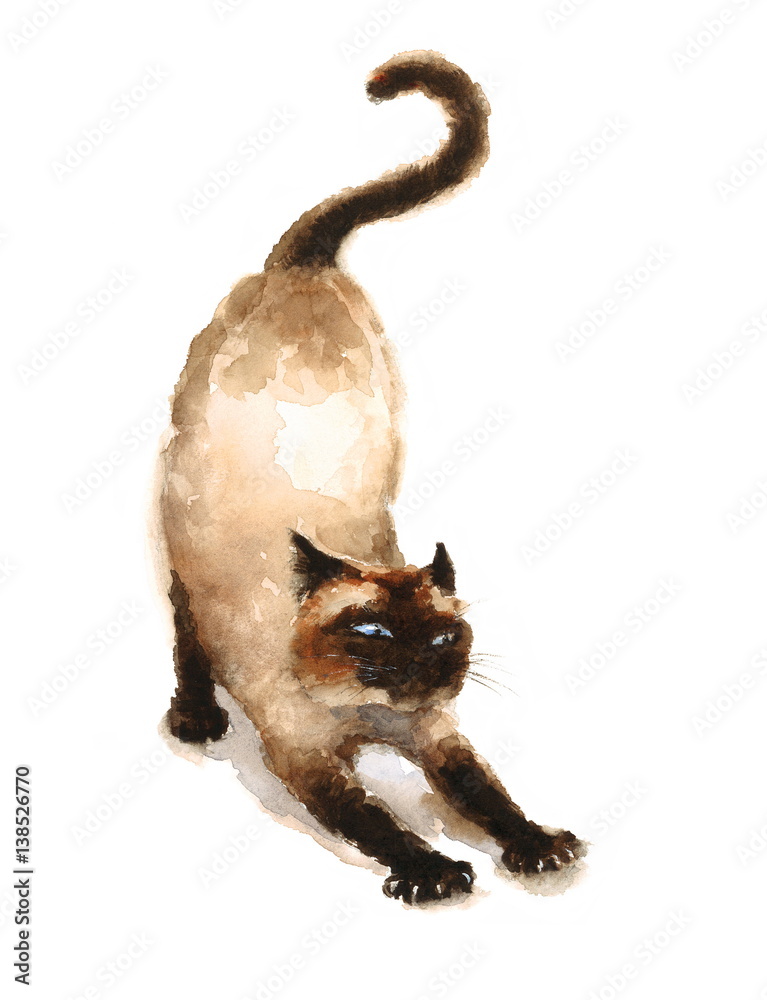 Watercolor Siamese Cat Stretching Hand Drawn Sketch Pet Portrait ...