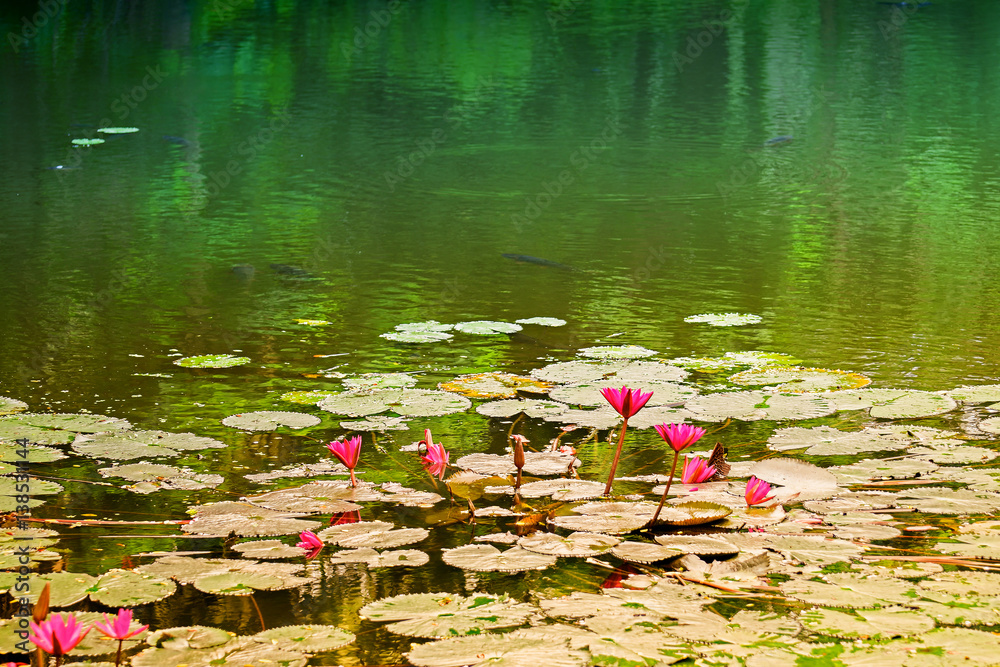 Red water lily, national flower of Sri Lanka and Bangladesh Stock Photo ...