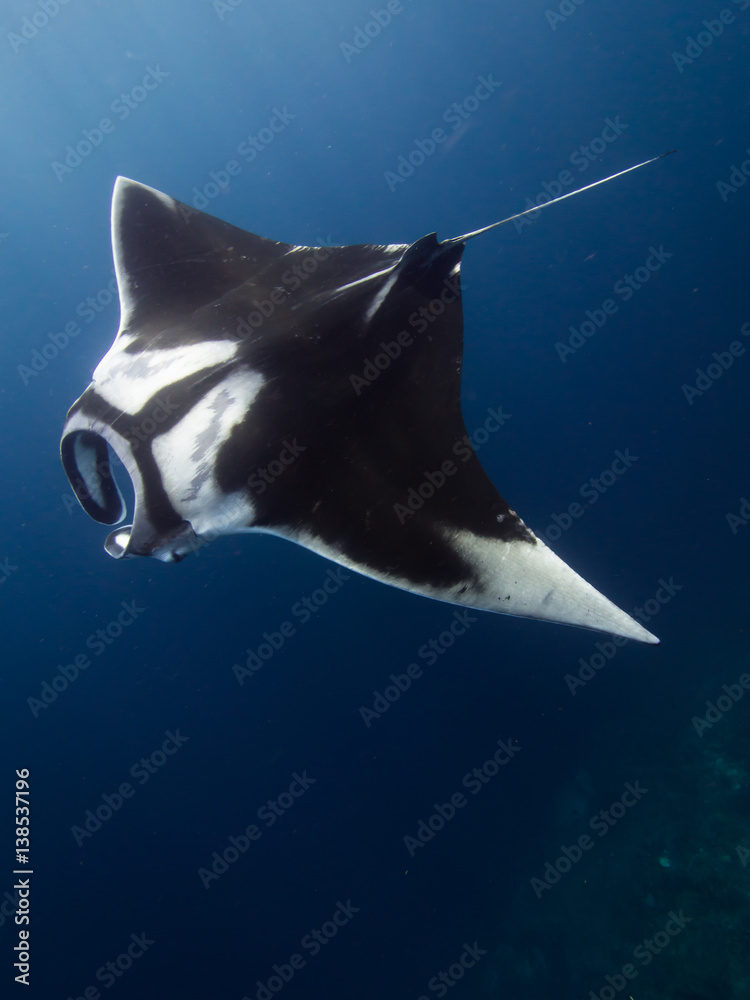 Giant Manta ray with scars on its back from a fishing line that was ...