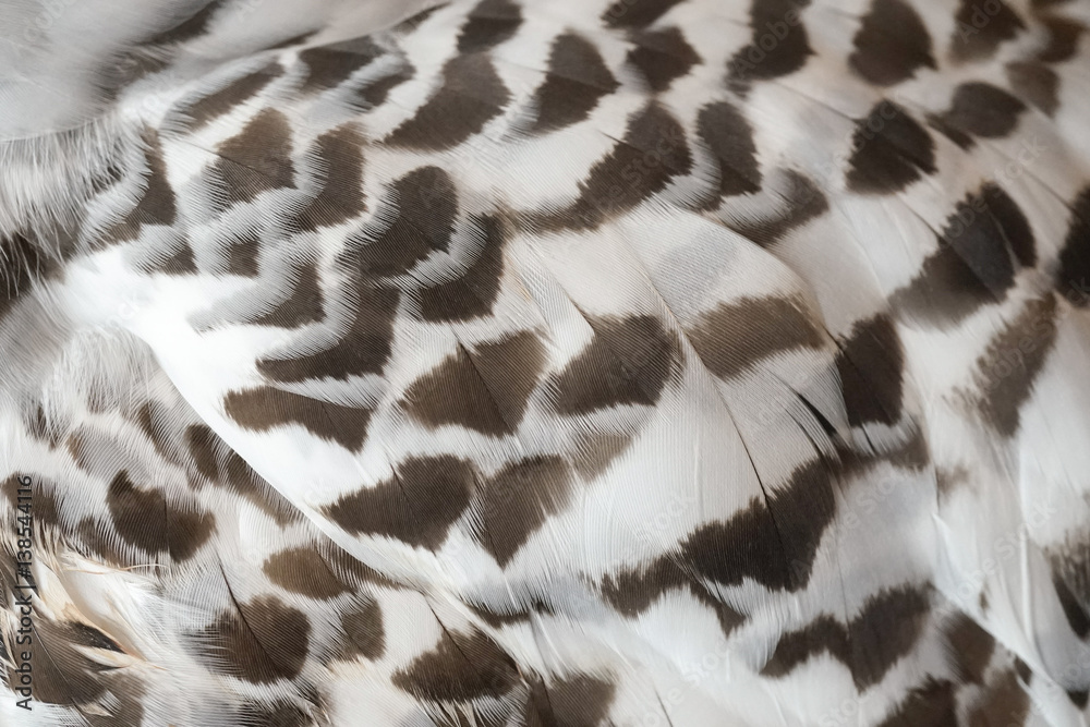 Details of owl's wing, Closed up details of snowy owl's wing features ...