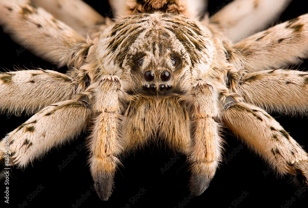 Wolf Spider Lycosa singoriensis male on black background, front view of ...