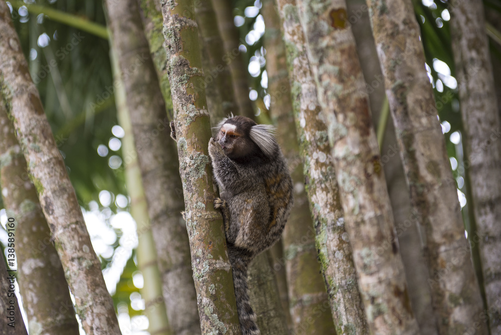 petit singe de Rio de Janeiro Photos | Adobe Stock