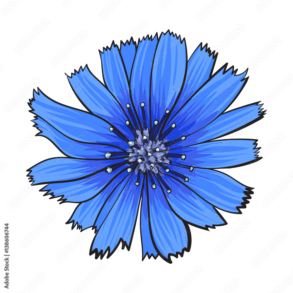 Chicory Plant Drawing