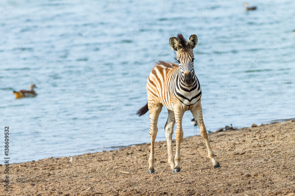 Zebra Calf
