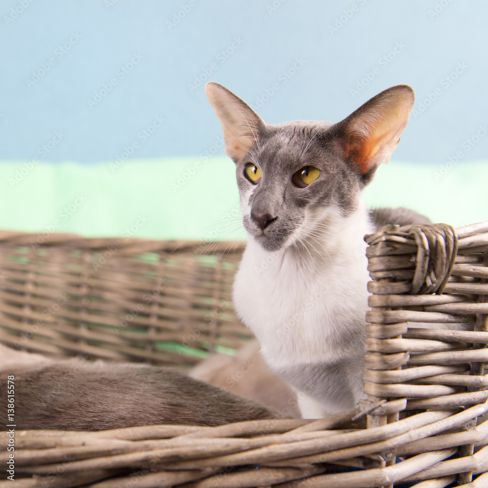 Modern siamese cat Stock Photo | Adobe Stock
