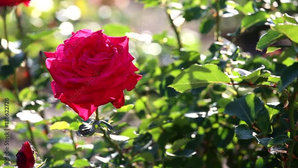 Beautiful floral background in sunset light. Real time close-up full hd ...