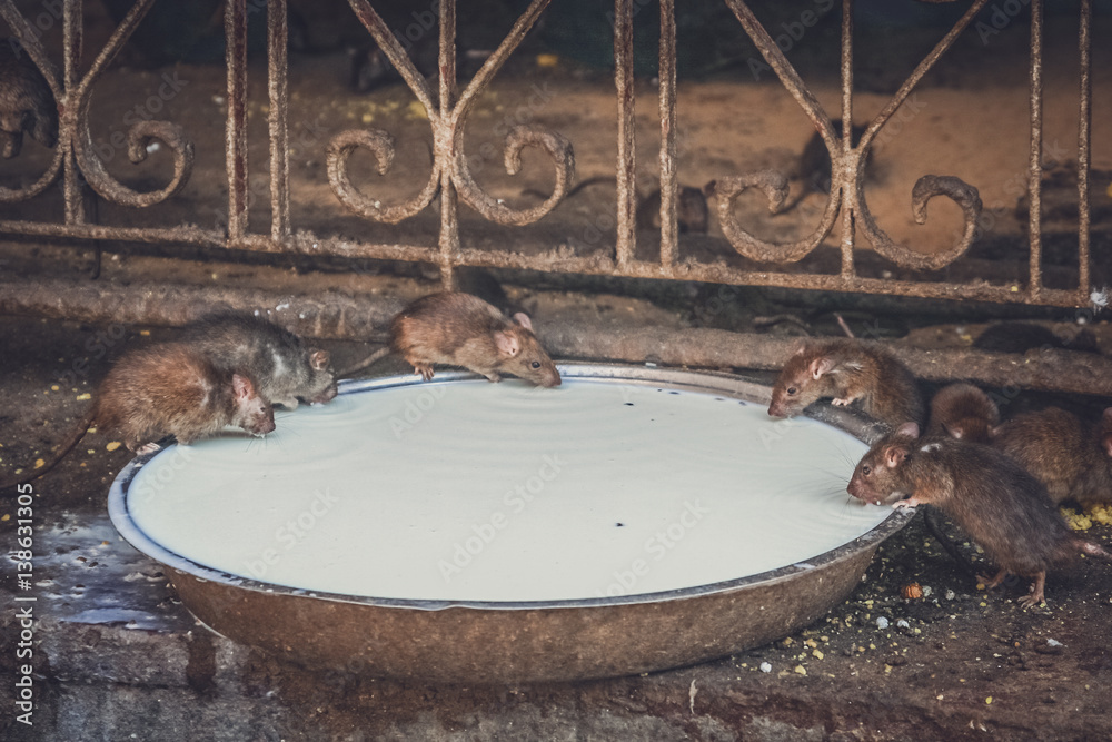 Rats drinking milk Stock Photo | Adobe Stock