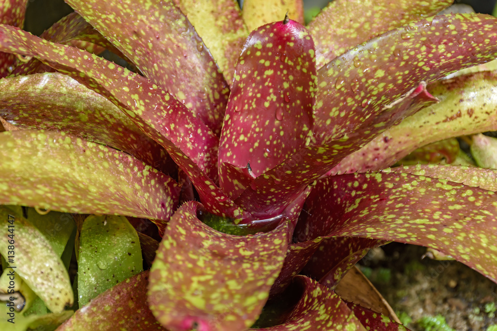 Detail of bromelia with its leaves, circular shape, colors and textures ...