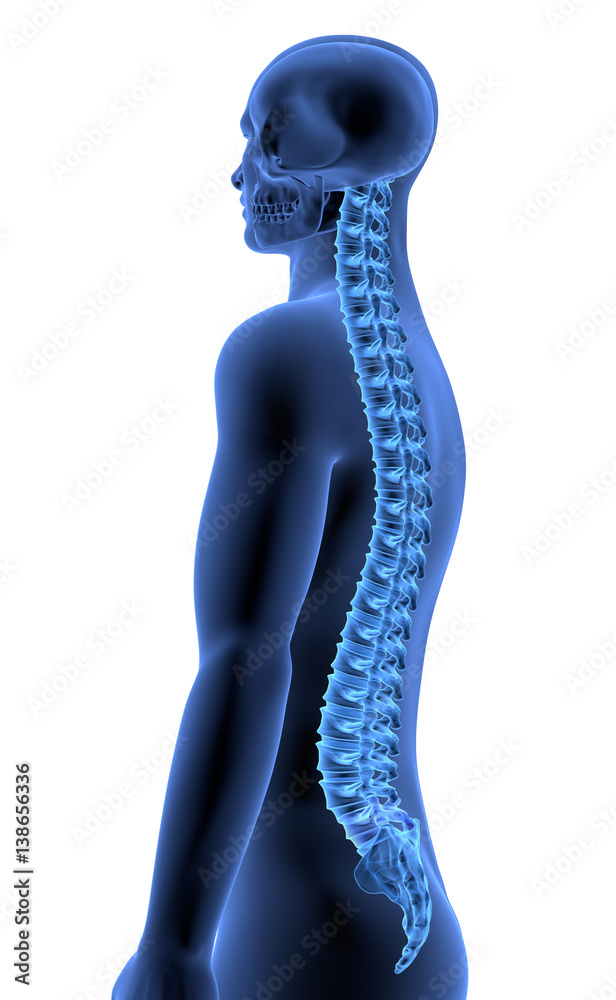 The Human Body - Spine side view II. X-ray Effect. 3D illustration ...
