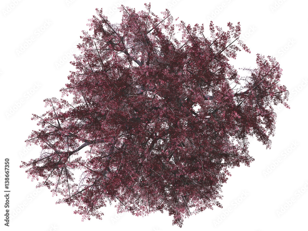 Red tree isolated on white background, top view, 3 d render Stock ...