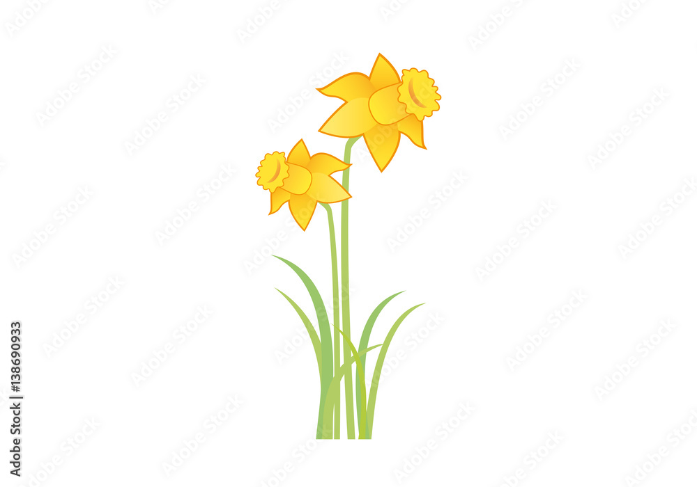 Beautiful blooming spring yellow daffodil flower vector illustration ...