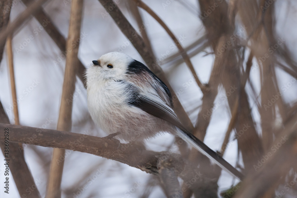 Long-tailed tit sitting on branch, side view. Very nice and cute furry ...