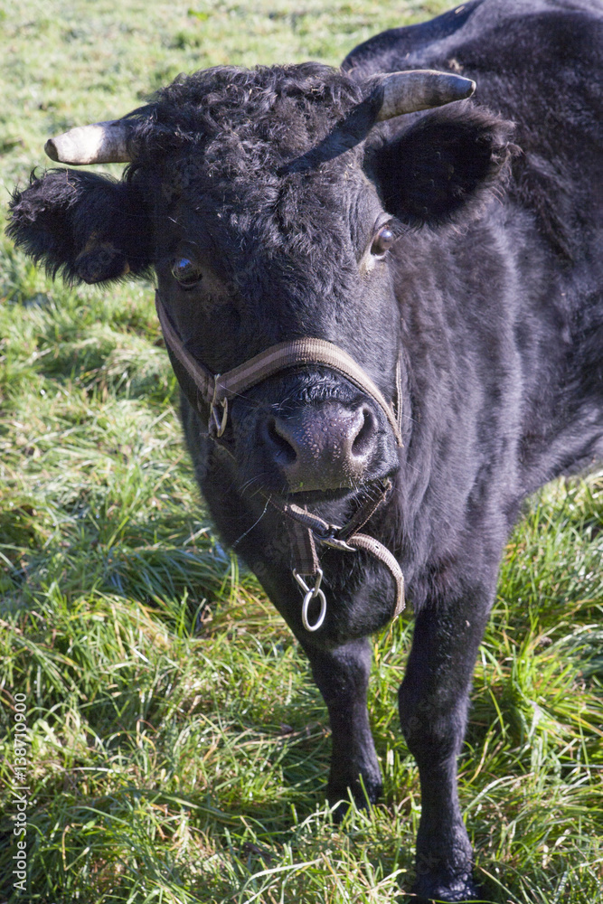 Dexter. Cow. Small black Irish cow with horns. Cattle breeding. Stock ...
