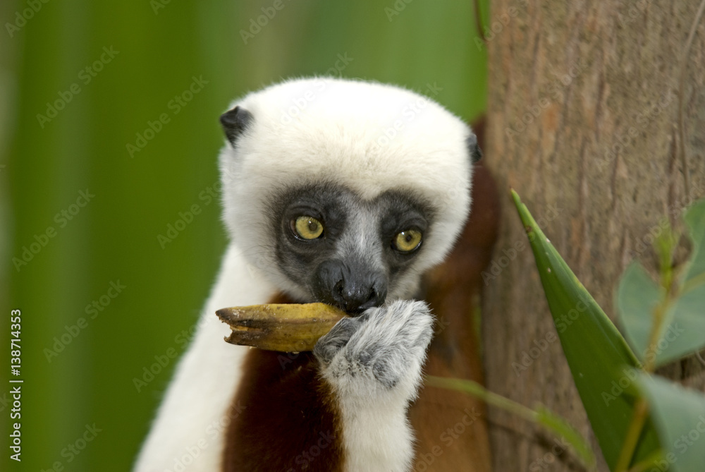 Propithèque de Coquerel, Sifaka de Coquerel, Lémurien, Propithecus ...