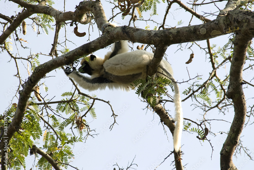 Propithèque de Coquerel, Sifaka de Coquerel, Lémurien, Propithecus ...