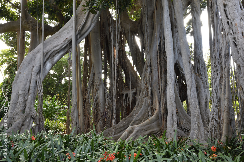 Root system of a big Ficus macrophylla Stock Photo | Adobe Stock