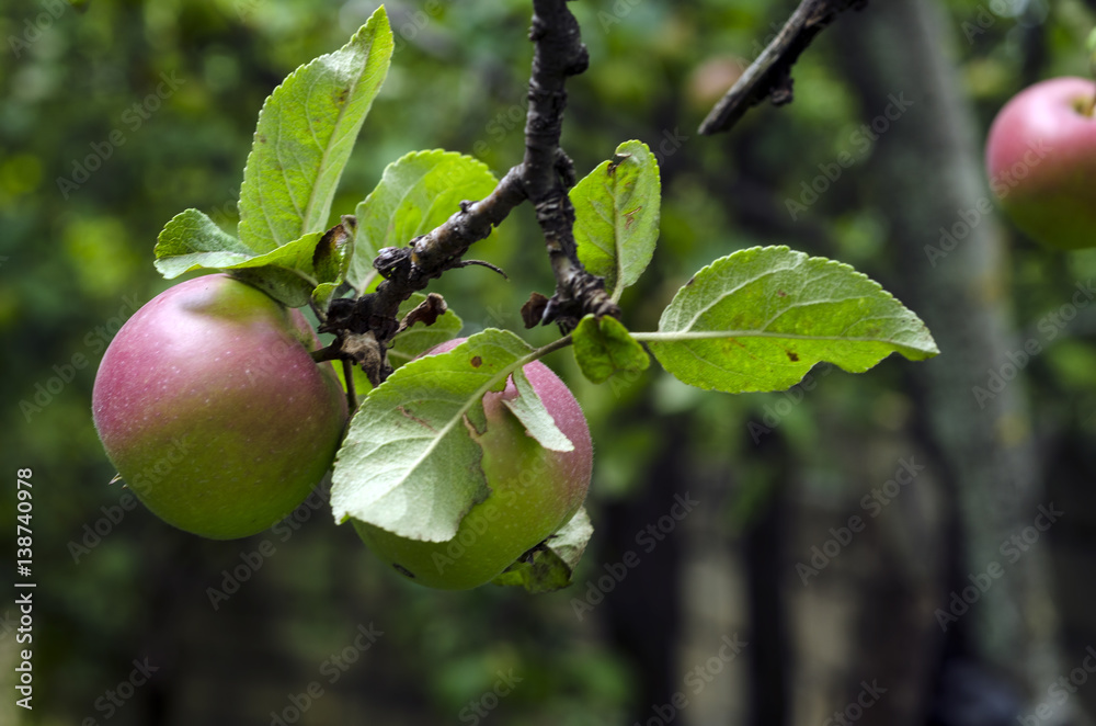 Green apples on a branch ready to be harvested, outdoors, selective ...