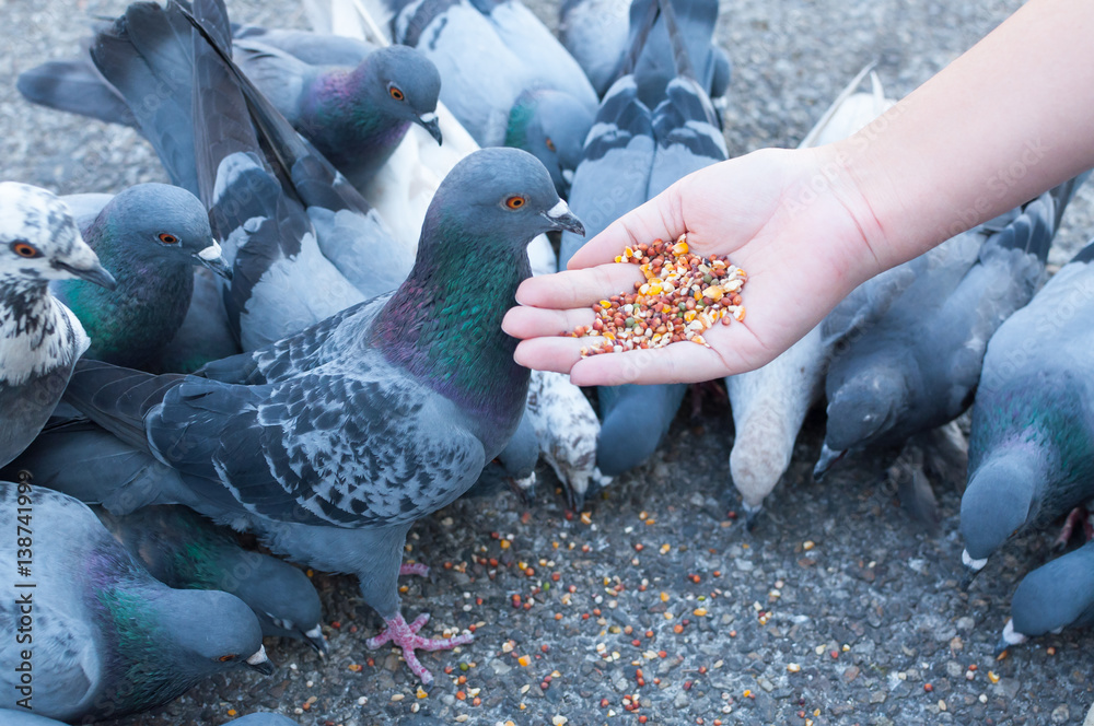 Pigeon eating from woman hand on the park,feeding pigeons in the park ...