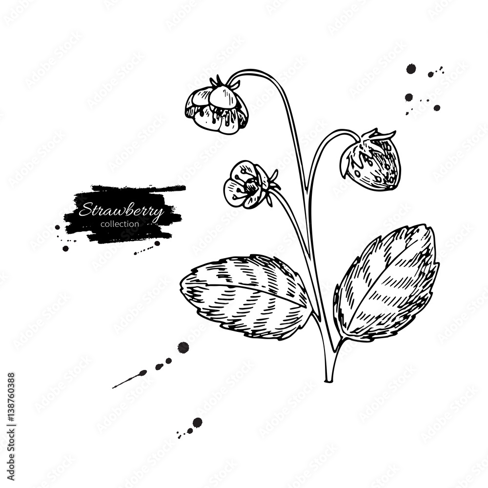 Strawberry plant vector drawing. Isolated hand drawn berry bush Stock ...