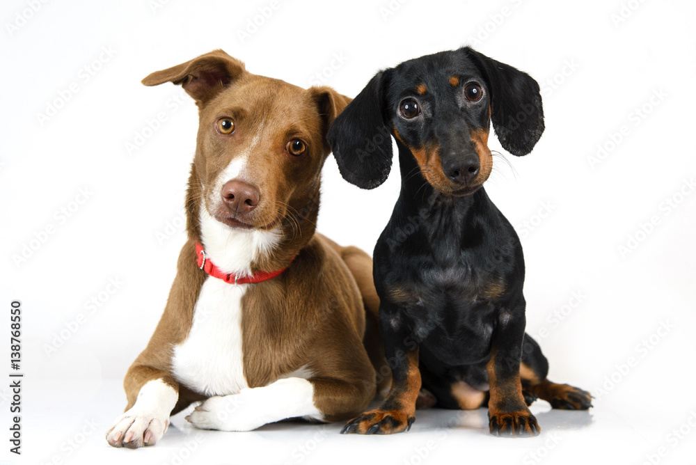 two dogs sitting down on white background Stock Photo | Adobe Stock