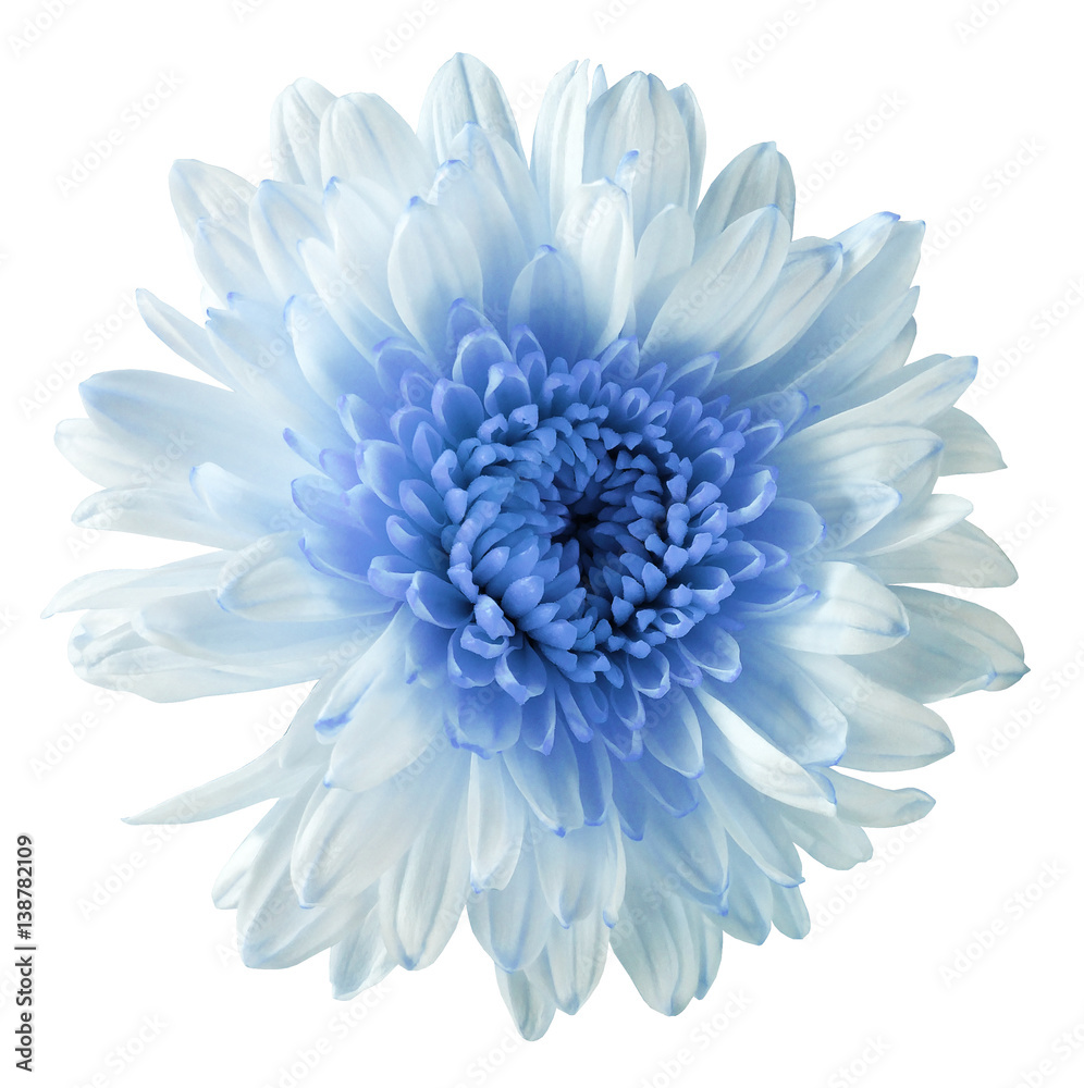 white-blue flower chrysanthemum, garden flower, white isolated ...