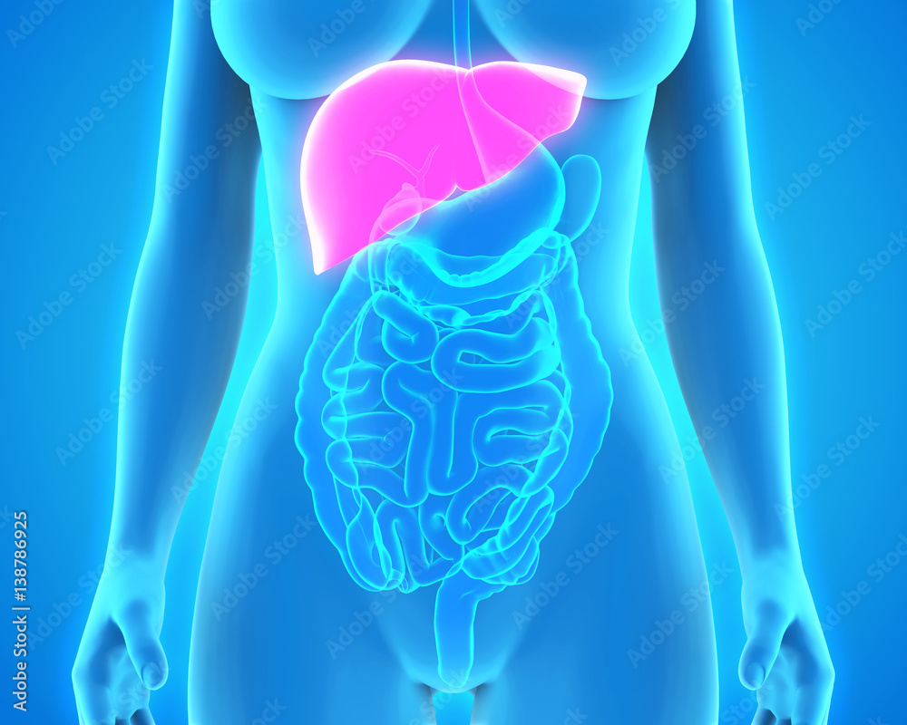 Human Liver Anatomy Stock Illustration | Adobe Stock