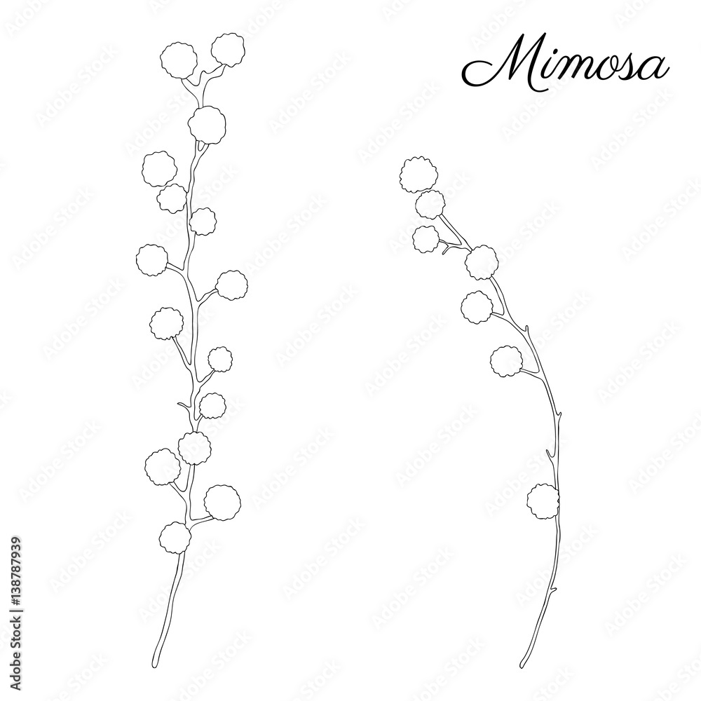 Mimosa flower hand drawn vector illustration isolated on white ...