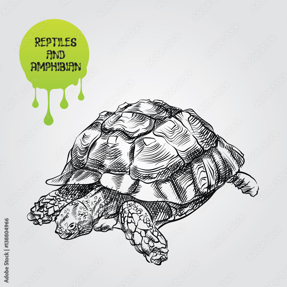 Turtle hand drawn sketch isolated on white background and green blob ...
