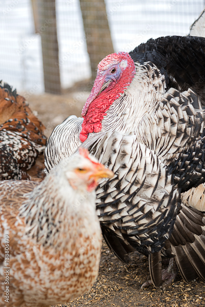 Turkey with its beautiful beak is in the chicken yard Stock Photo ...