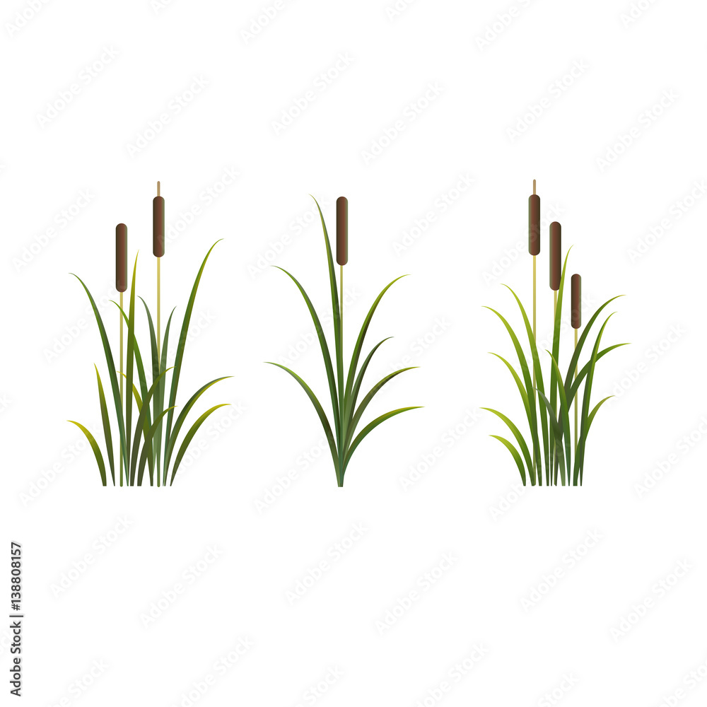 Reeds vector isolated set. Rush on white background Stock-Vektorgrafik ...