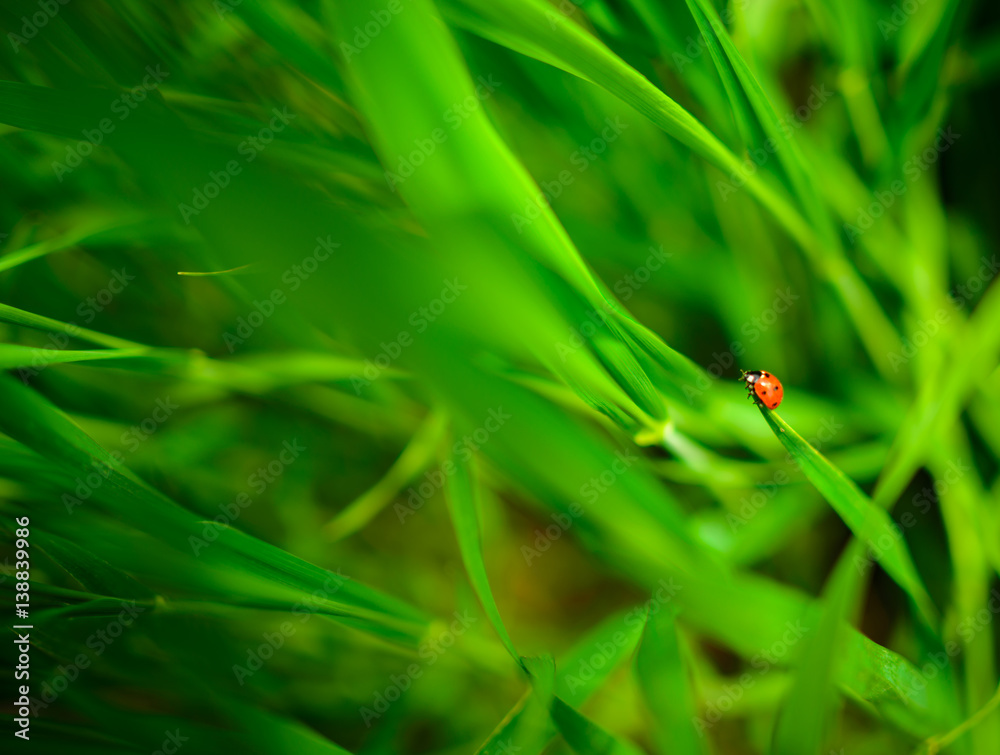 Ladybug sitting on a green leaf, background,conceptually Stock Photo ...