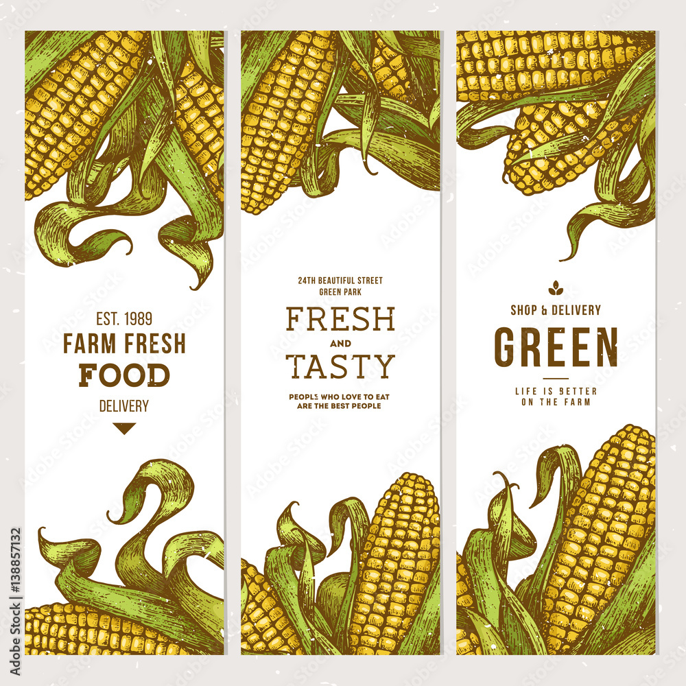 Corn on the cob vintage banners collection. Botanical corn. Vector ...