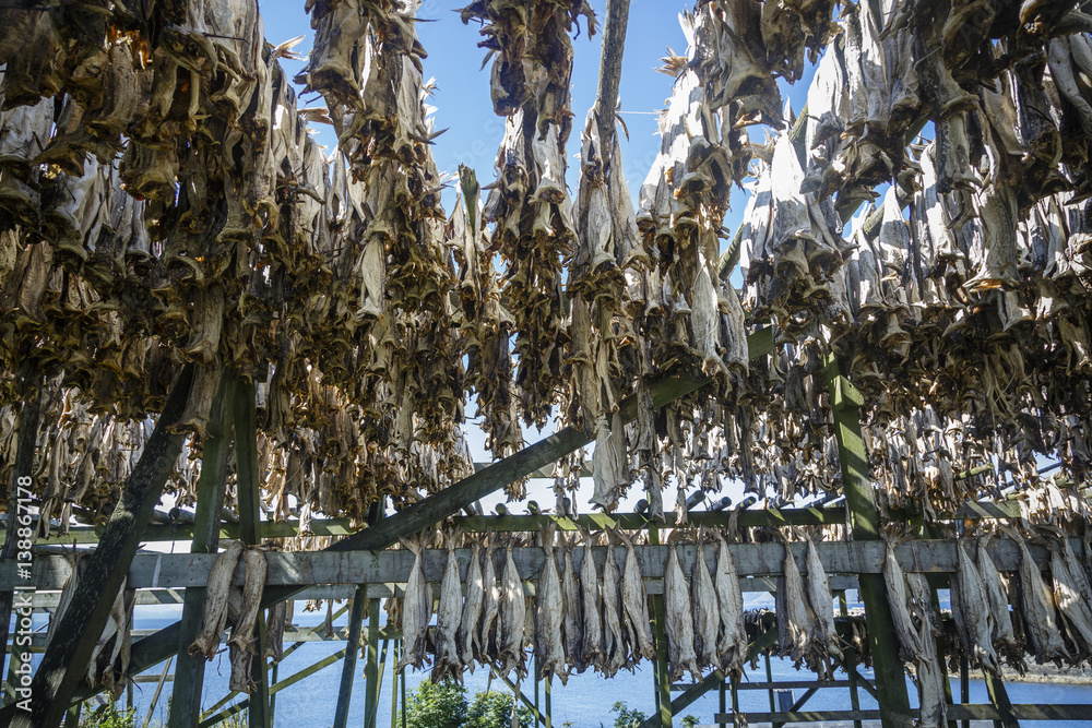 Cod fish drying, Henningsvaer village, Lofoten Islands, Norway. Stock ...