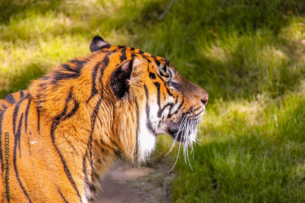 Tiger Walking Around in the Grass Stock Photo | Adobe Stock