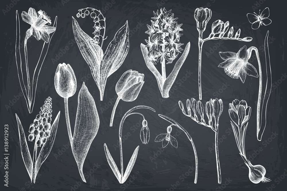 Chalkboard Flower Drawings