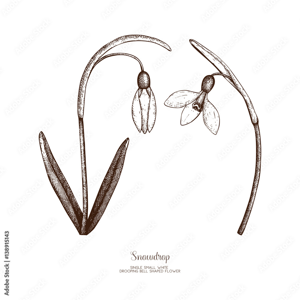 Vector illustration of hand drawn snowdrop flowers on white background ...